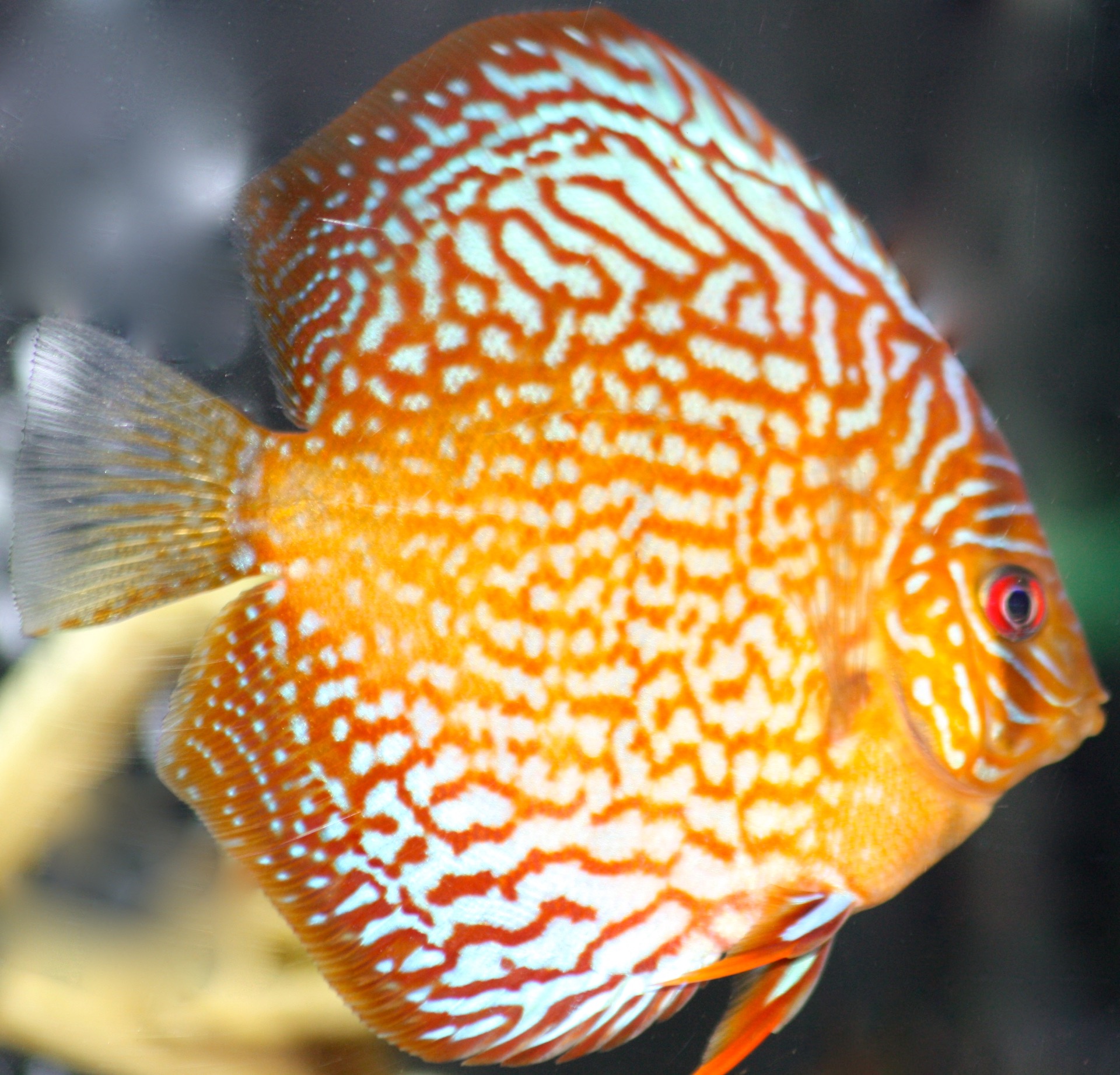 Discus-passion